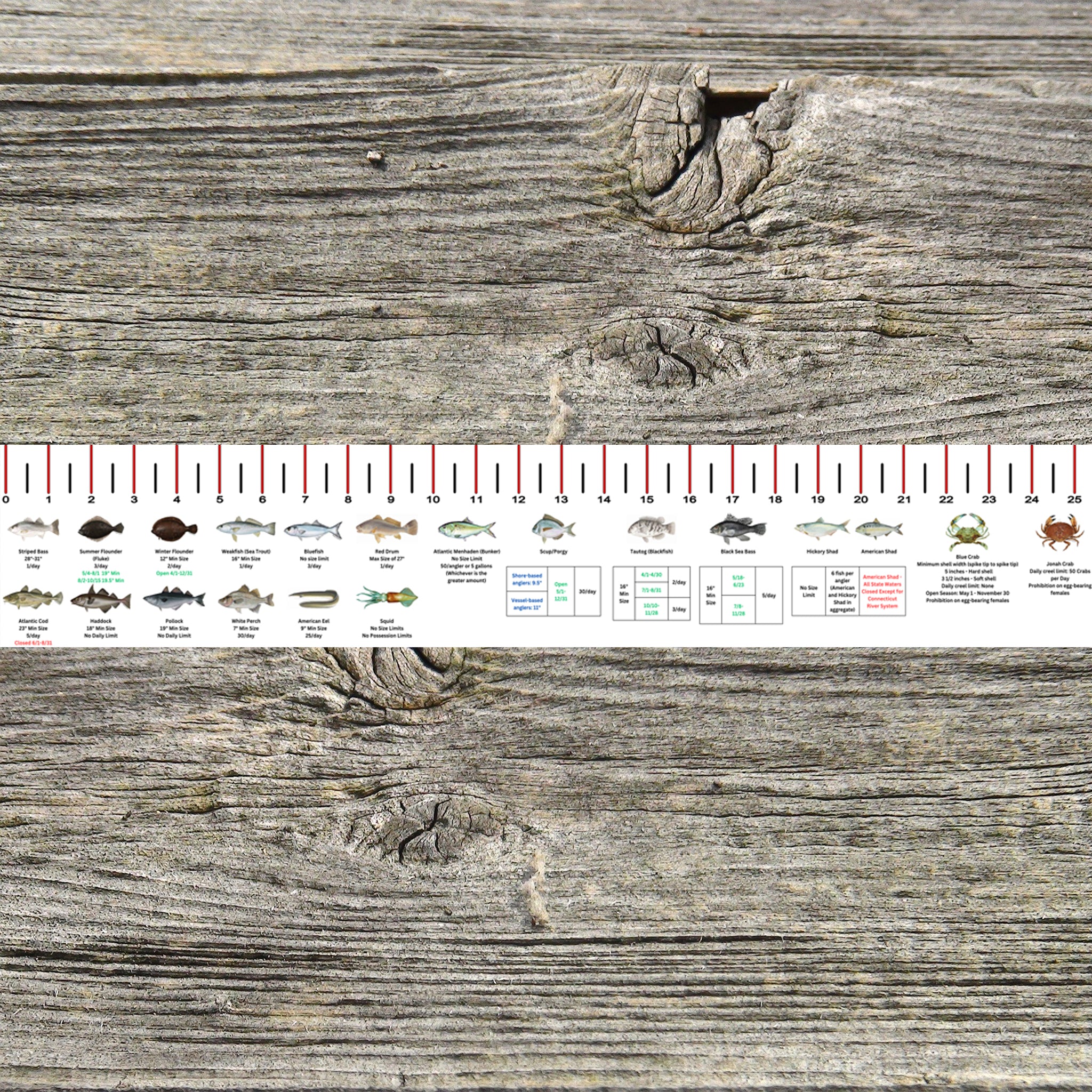 CONNECTICUT SALT WATER RULER 50 INCH FISH ID AND STATE REGULATIONS FIS ...