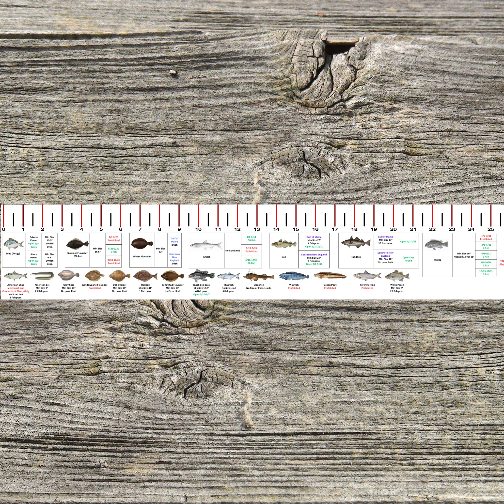 MASSACHUSETTS SALT WATER RULER 50 INCH FISH ID AND STATE REGULATIONS F ...