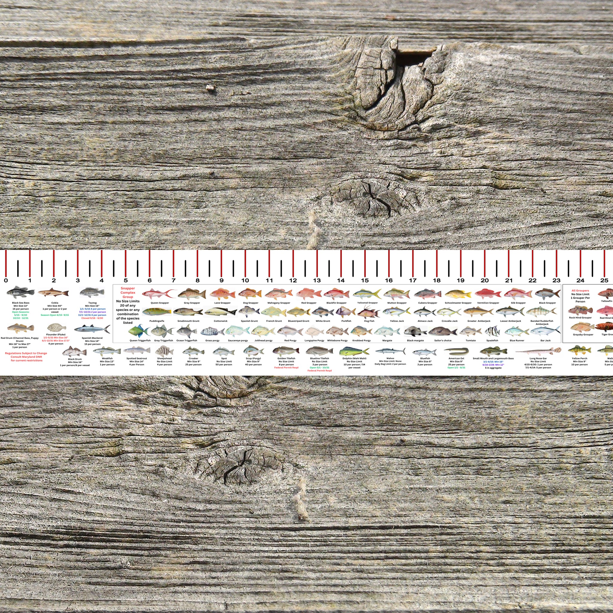 MARYLAND SALT WATER RULER 50 INCH FISH ID AND STATE REGULATIONS FISH R ...