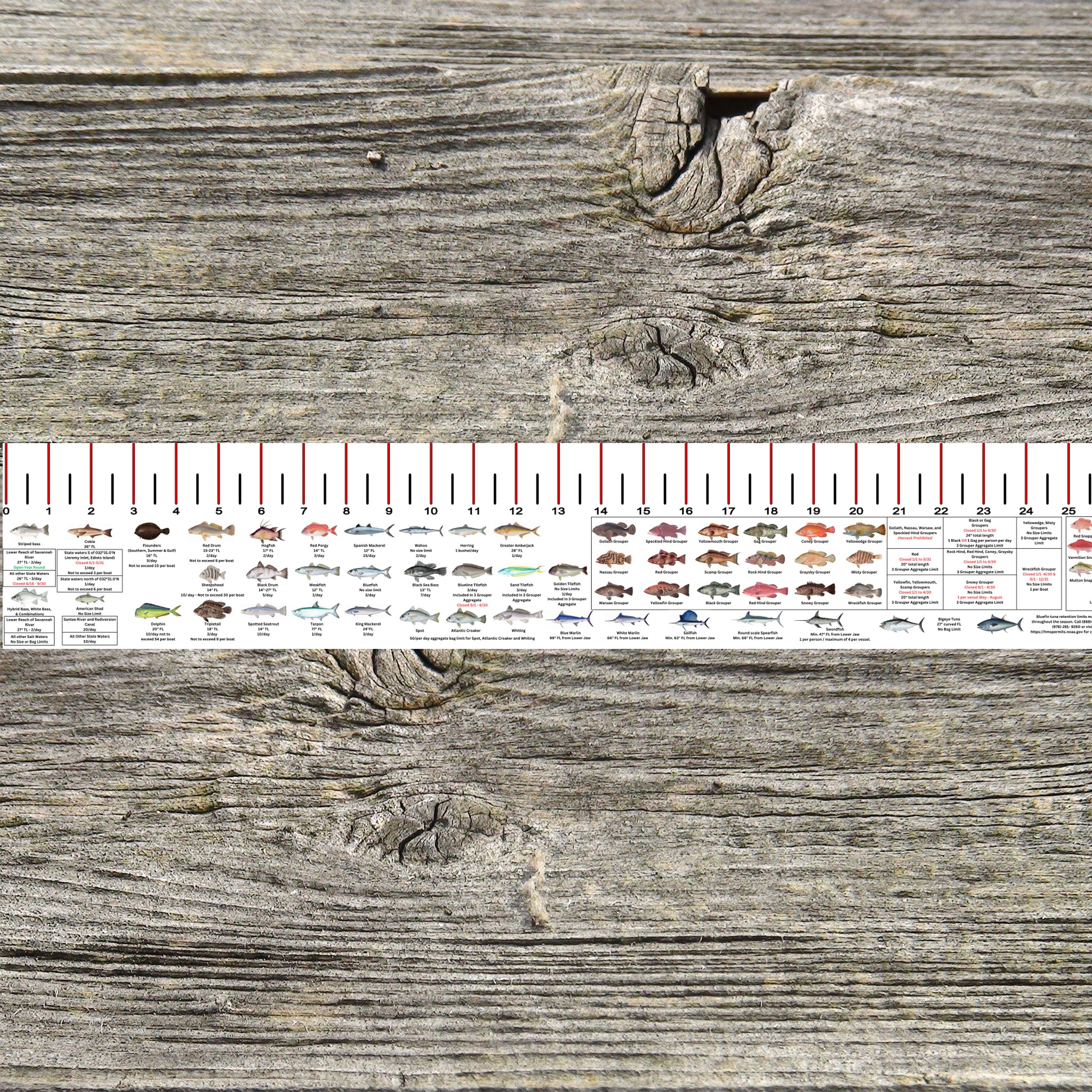 SOUTH CAROLINA SALT WATER RULER 50 INCH FISH ID AND STATE REGULATIONS ...