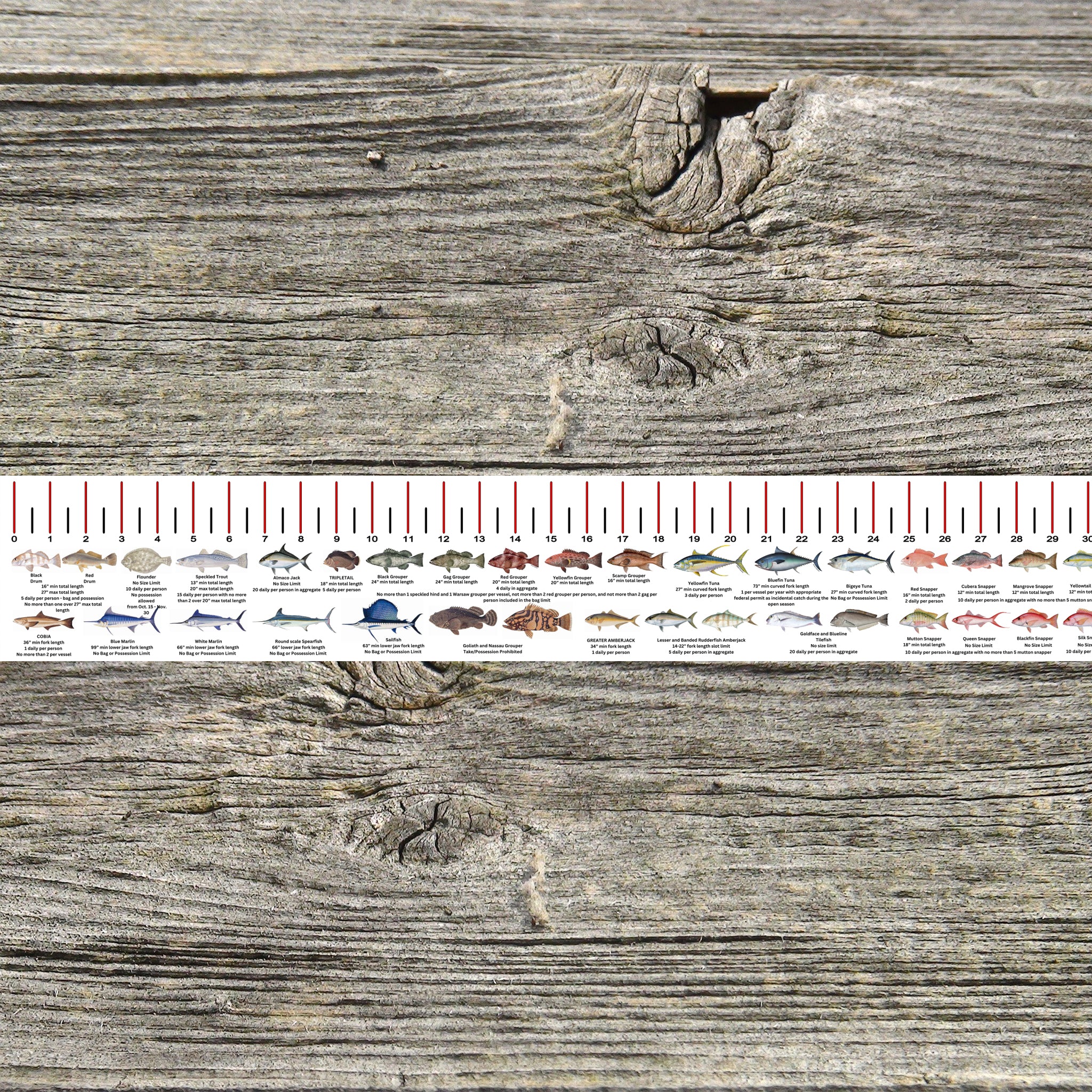 LOUISIANA SALT WATER RULER 50 INCH FISH ID AND STATE REGULATIONS FISH ...