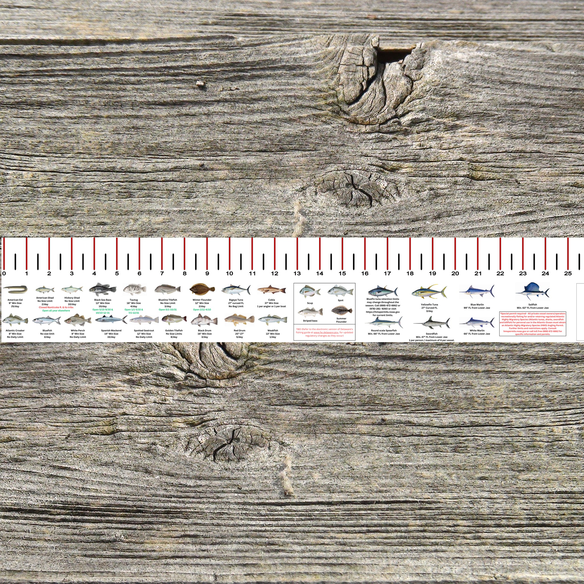 DELAWARE SALT WATER RULER 50 INCH FISH ID AND STATE REGULATIONS FISH R ...