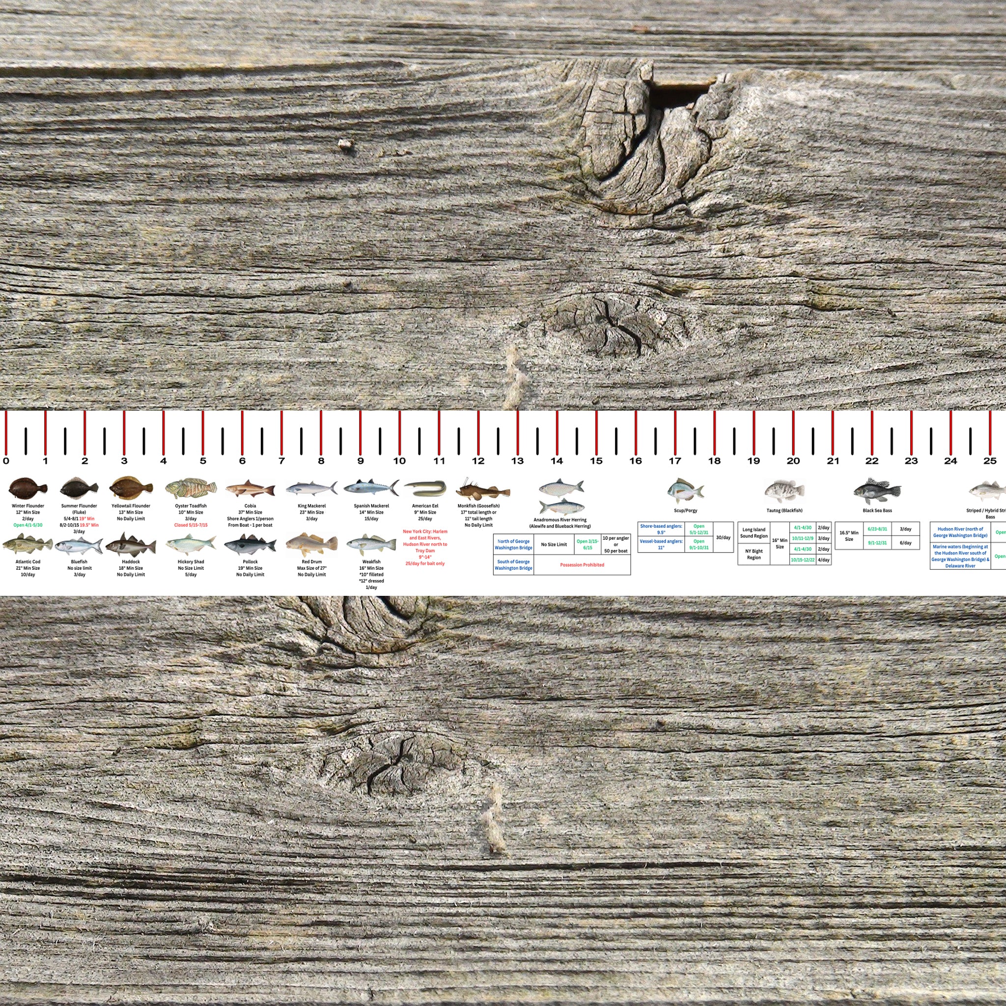 NEW YORK SALT WATER RULER 50 INCH FISH ID AND STATE REGULATIONS FISH R ...