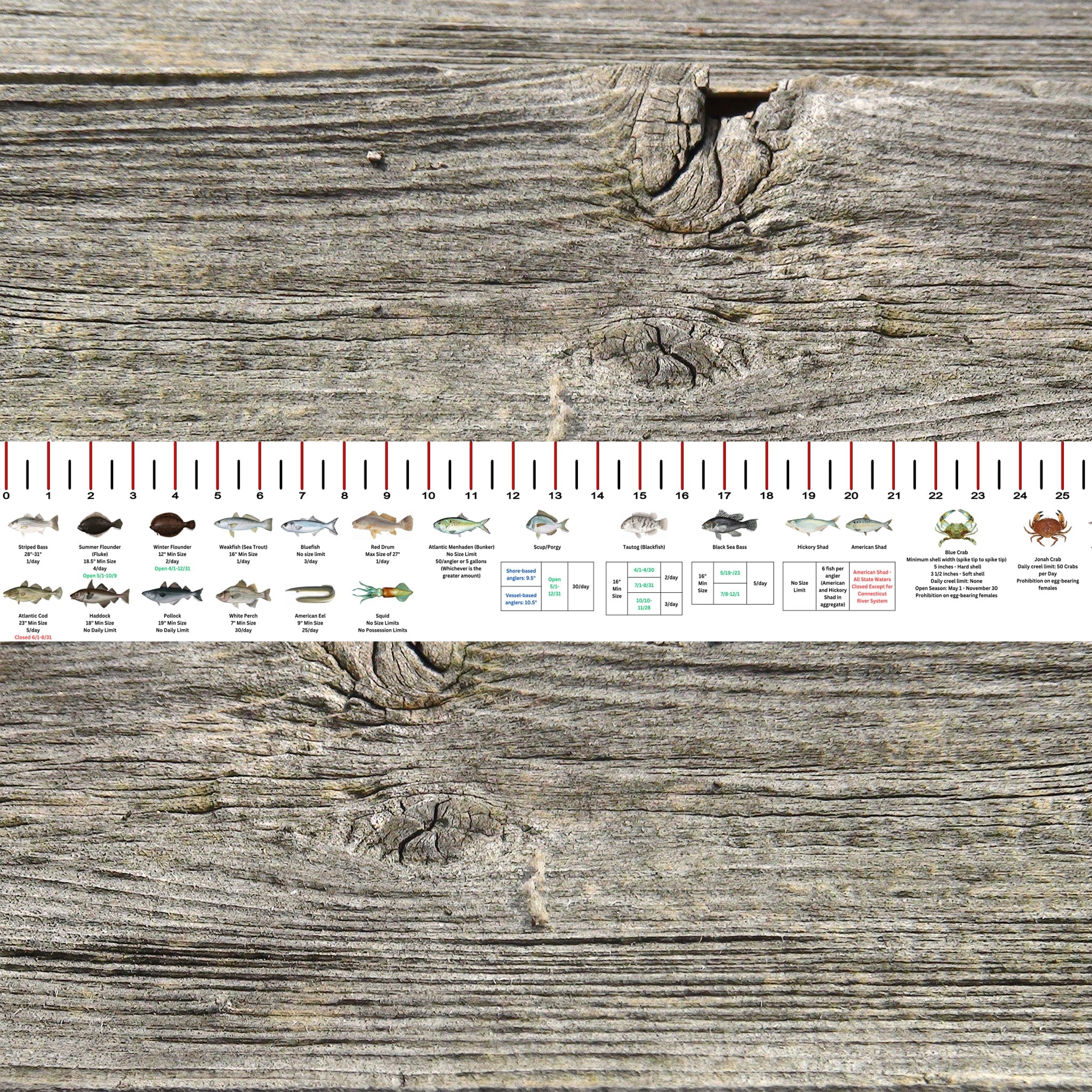 NEW HAMPSHIRE SALT WATER RULER 50 INCH FISH ID AND STATE REGULATIONS F ...