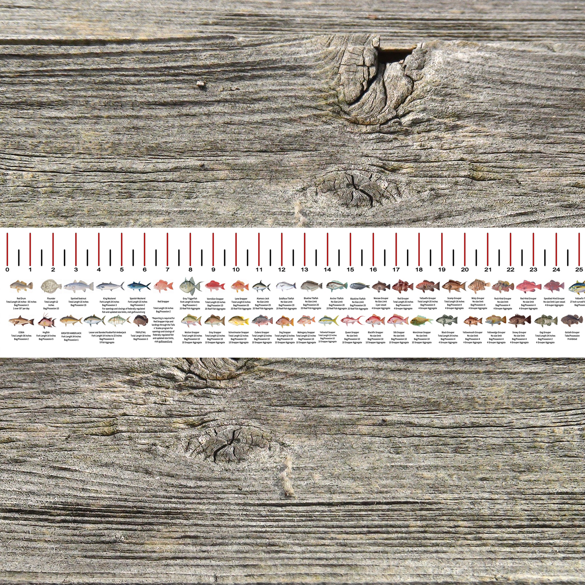 MISSISSIPPI SALT WATER RULER 50 INCH FISH ID AND STATE REGULATIONS FIS ...